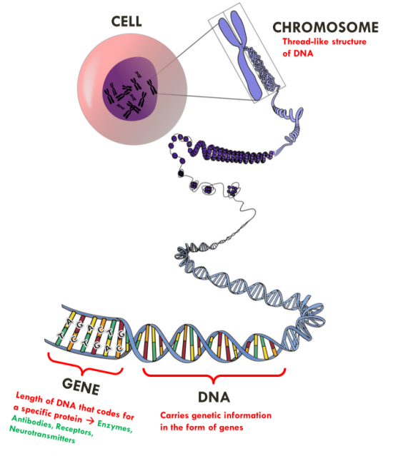 Inheritance Igcse Biology Notes 2020
